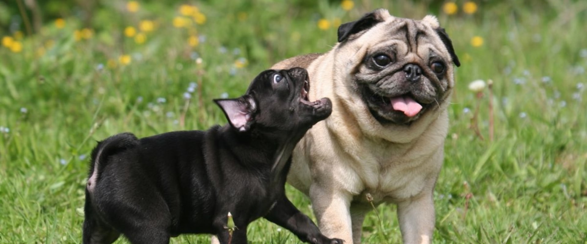 Why are pugs so aggressive?