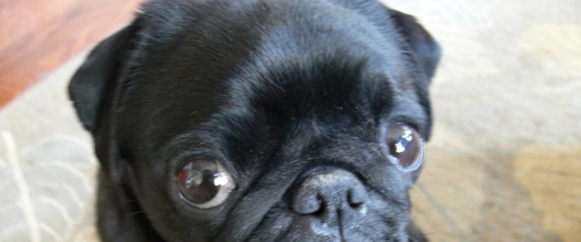 Is getting a pug unethical?